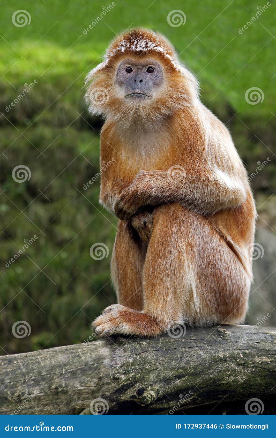 LANGUR Trachypithecus Auratus Stock Photo - Image of redhaired, sitting ...
