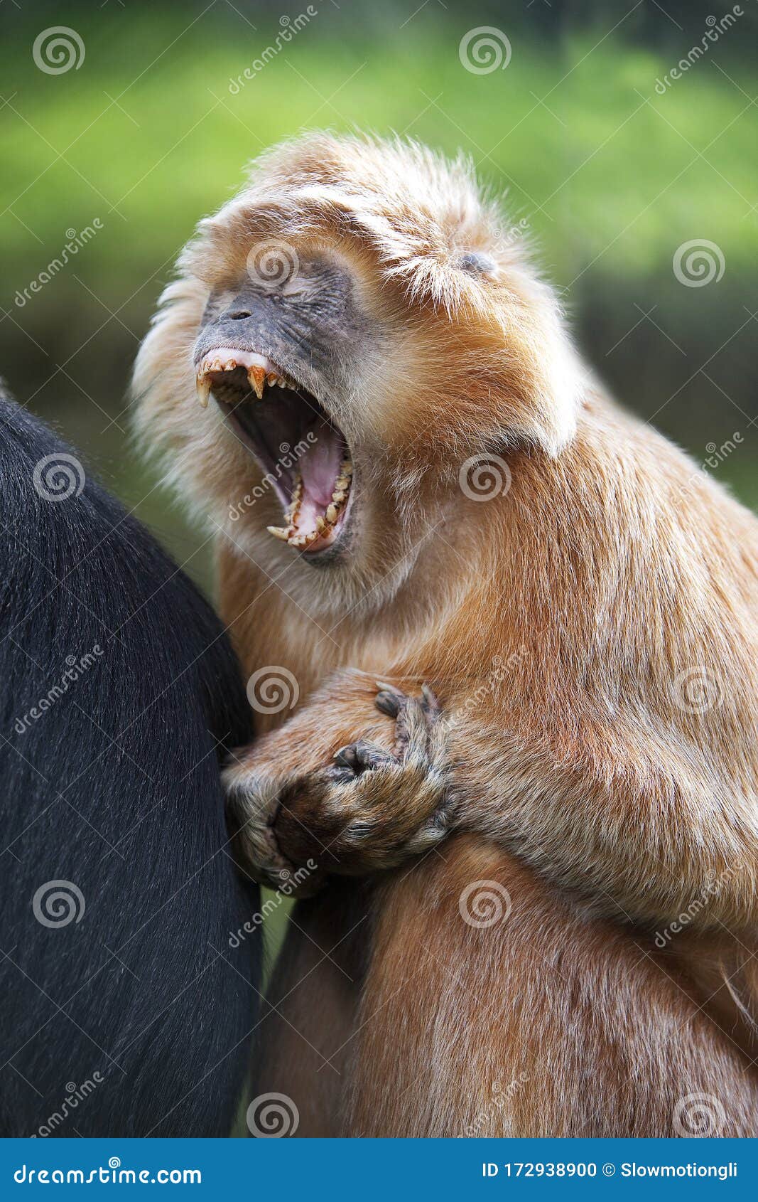 LANGUR Trachypithecus Auratus Stock Photo - Image of adult, primate ...