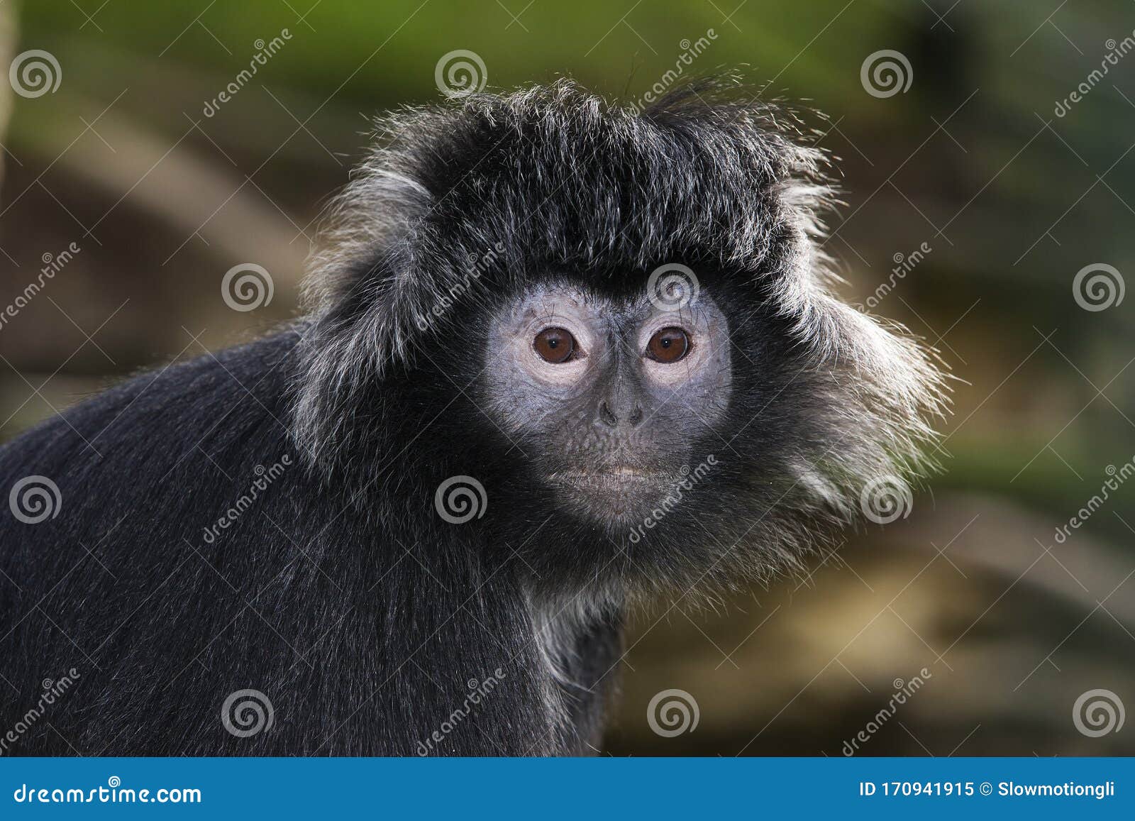 LANGUR Trachypithecus Auratus Stock Image - Image of three, langur ...