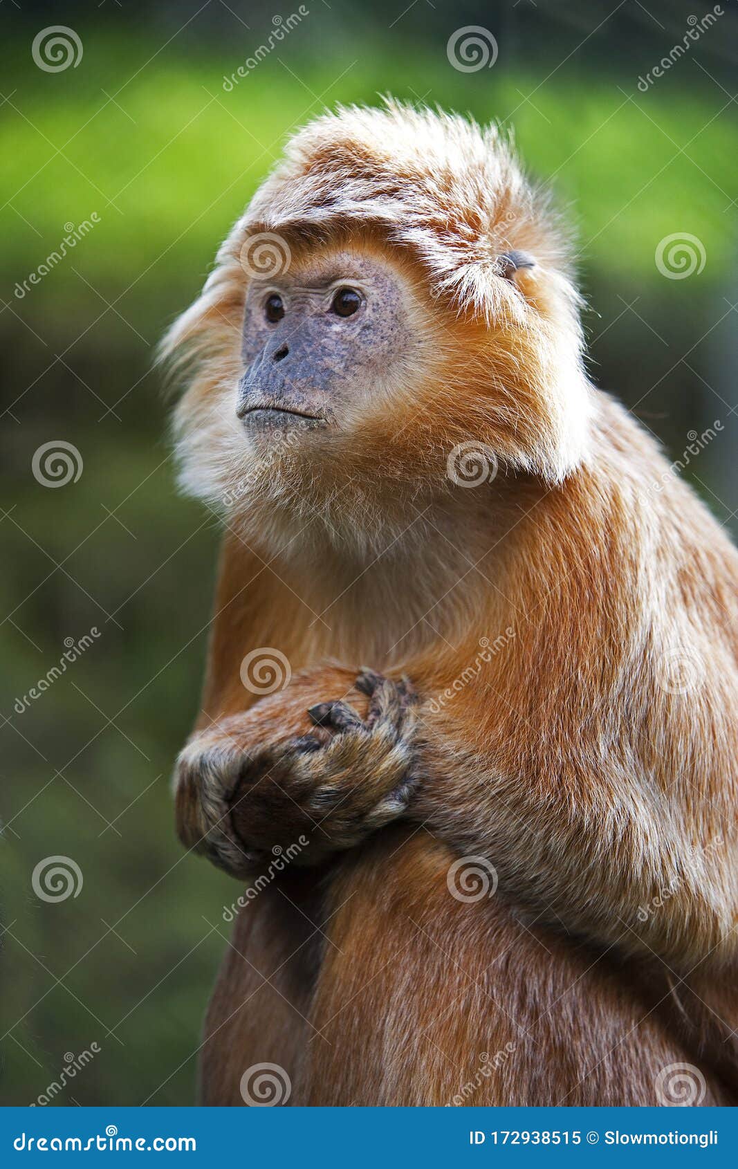 LANGUR Trachypithecus Auratus Imagen de archivo - Imagen de indonesia ...