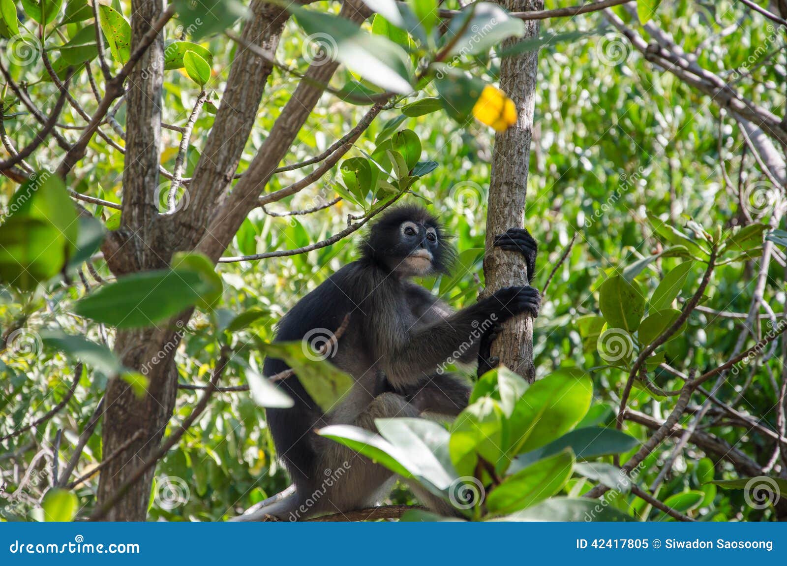 Langur on a tree stock image. Image of animal, nature - 42417805