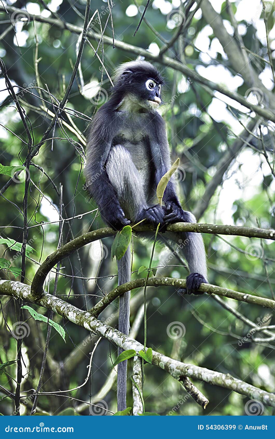 Langur on tree stock image. Image of monkey, animal, langur - 54306399
