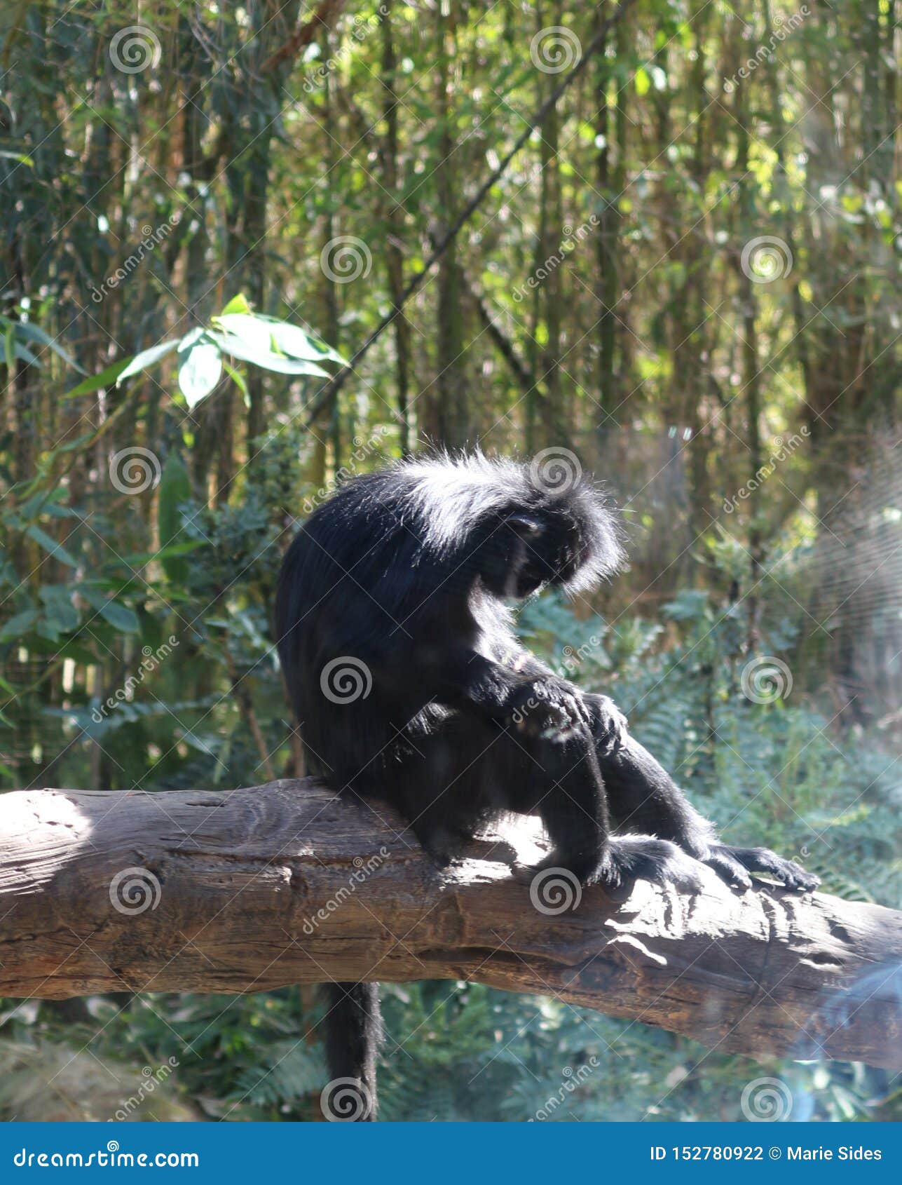 A Langur on a tree stock photo. Image of monkey, nature - 152780922
