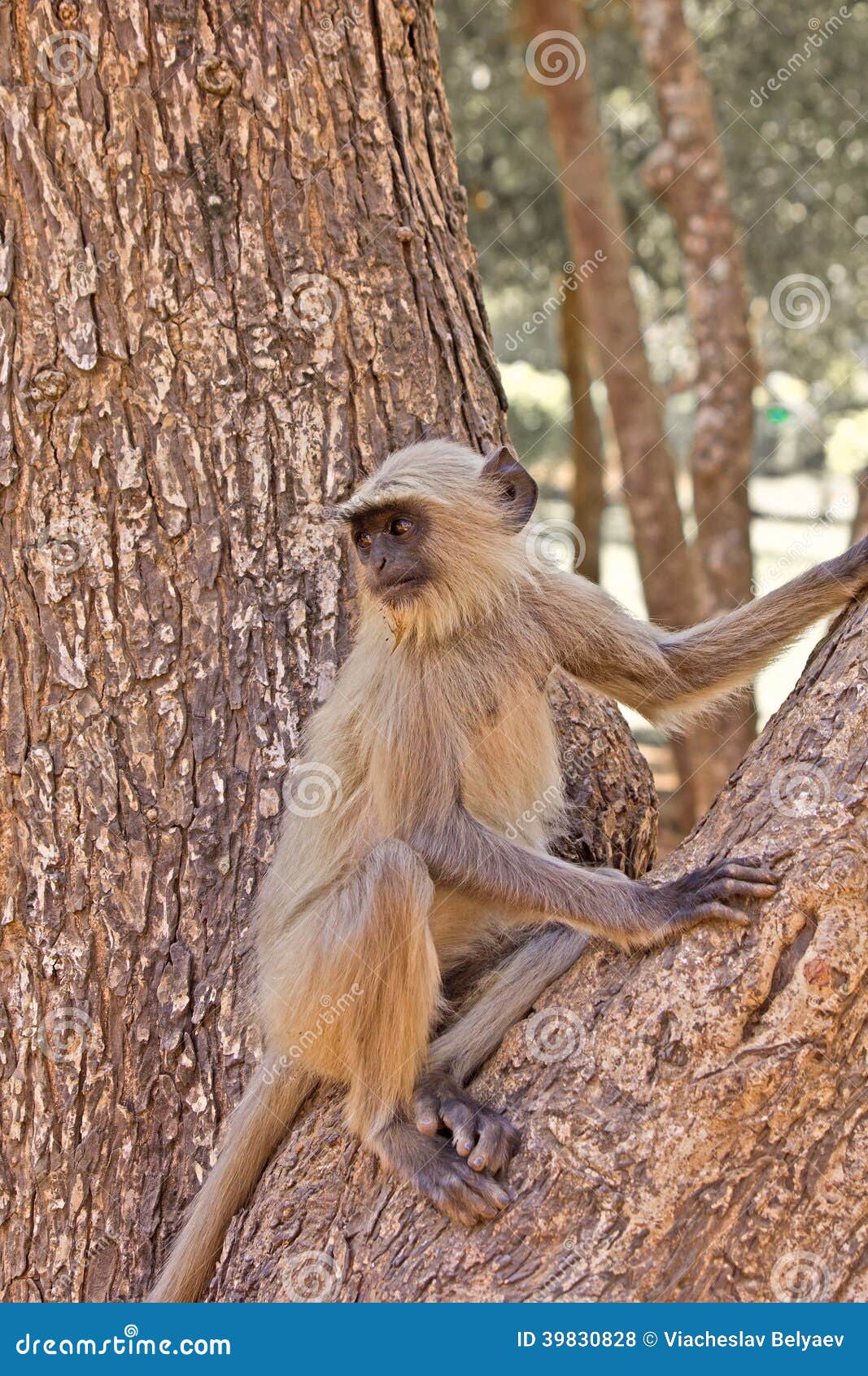 Langur on a tree stock photo. Image of asia, langur, branch - 39830828