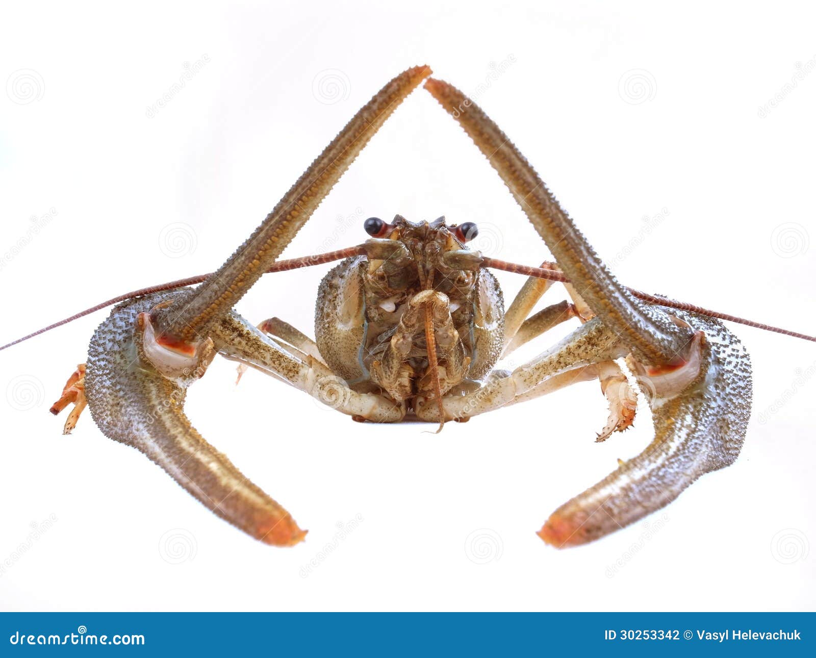 Languster arkivfoto. Bild av jordluckrare, räka, flod - 30253342