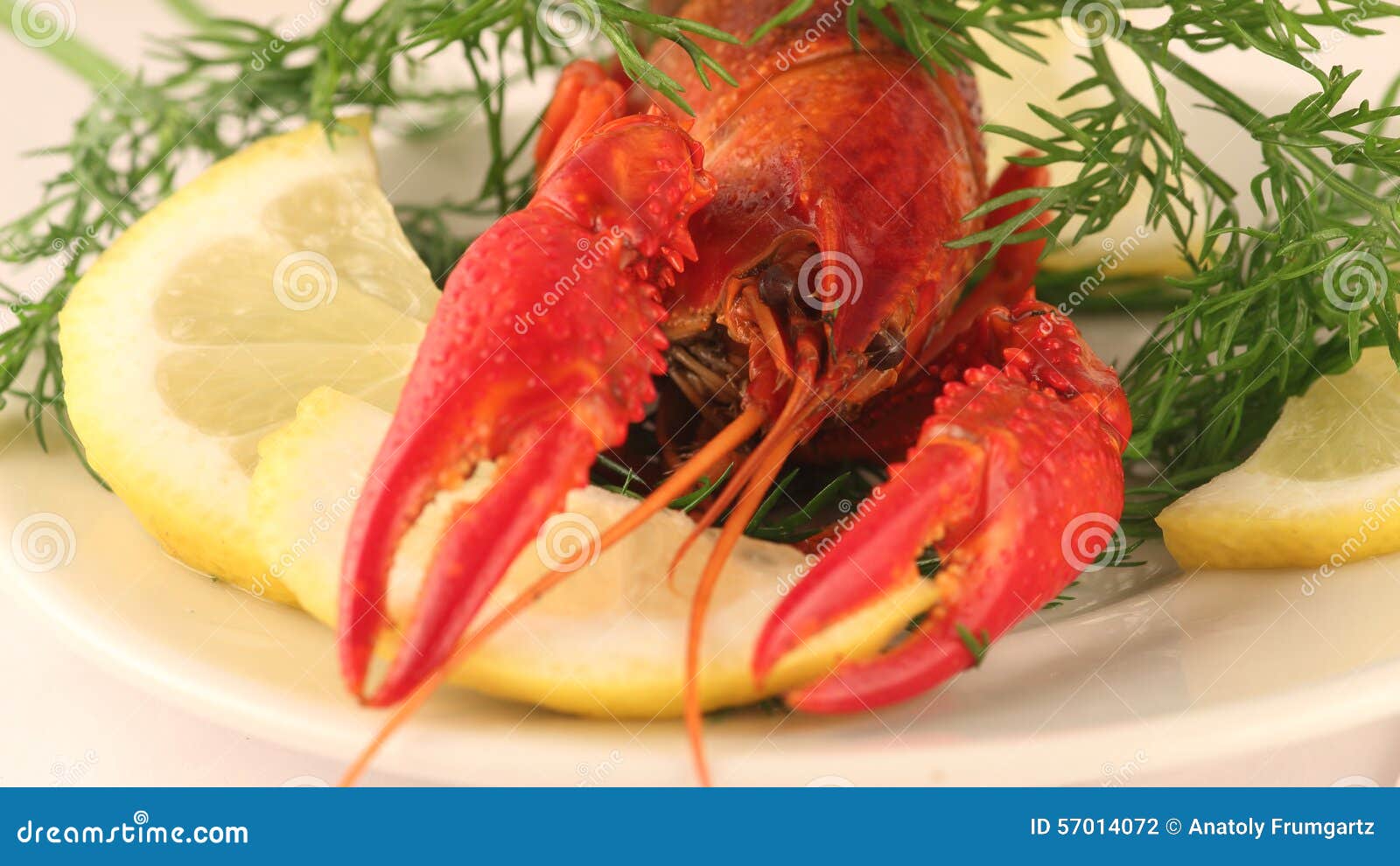 Languster arkivfoto. Bild av lunch, hummer, räka, kokt - 57014072