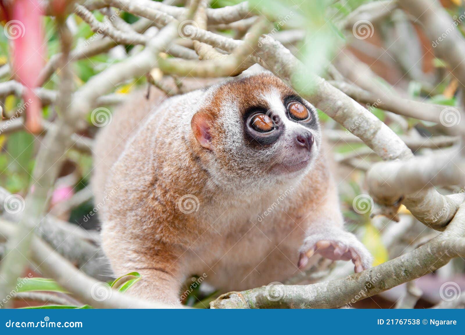 Langzame loris stock foto. Image of wild, langzaam, leuk - 21767538