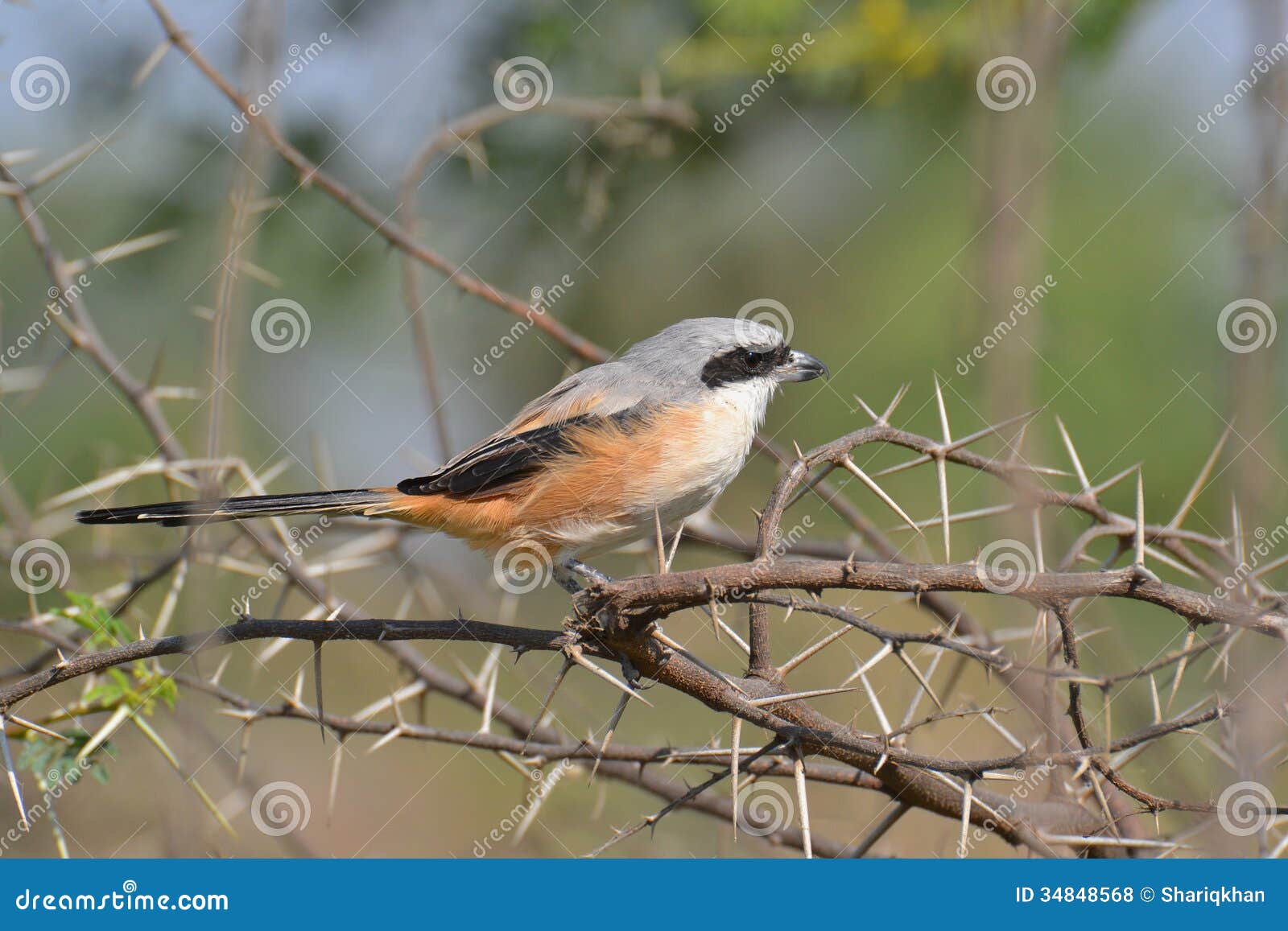 Laniere a coda lunga fotografia stock. Immagine di ornitologia - 34848568