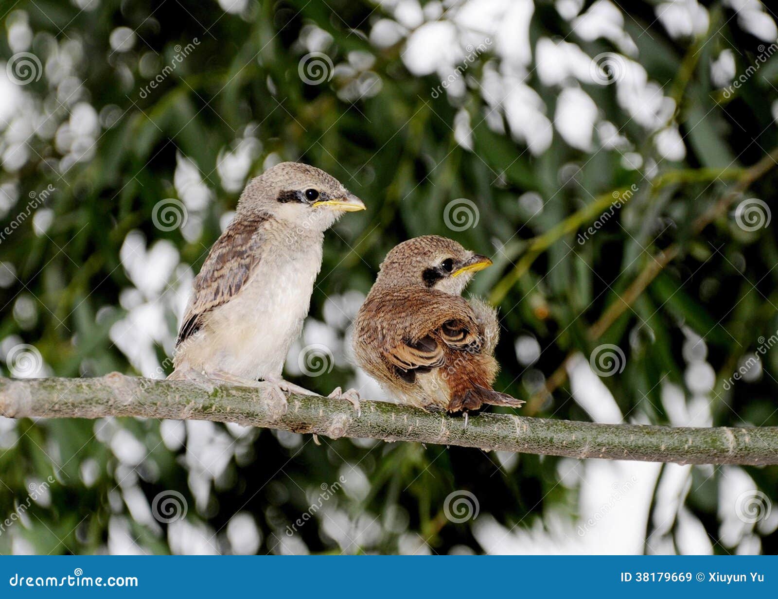 Laniidae babies stock image. Image of rest, wings, bird - 38179669