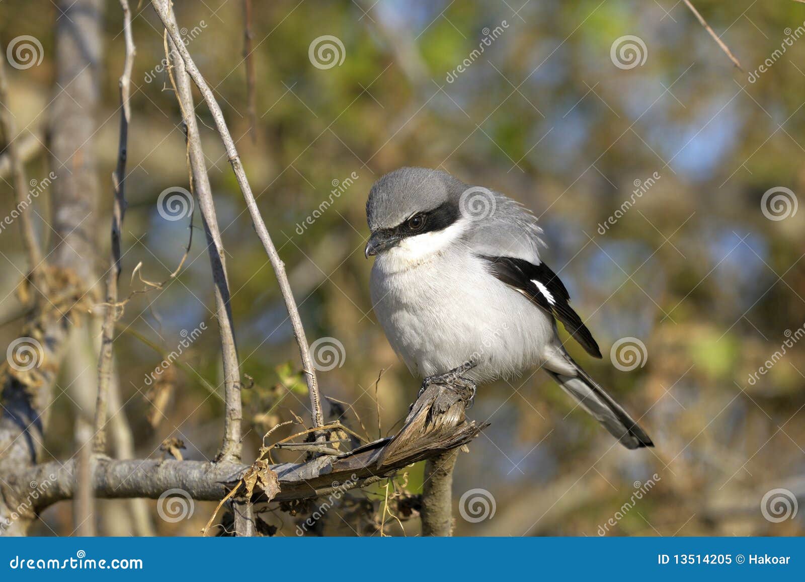 Lanius Ludovicianus, Loggerhead Shrike Stock Image - Image of florida ...