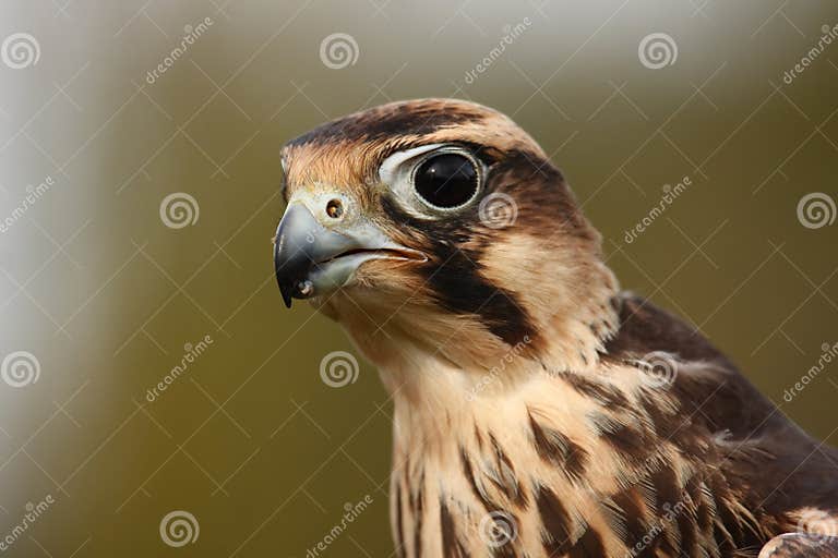 Lanner Falcon. stock image. Image of safari, catch, fast - 11590827