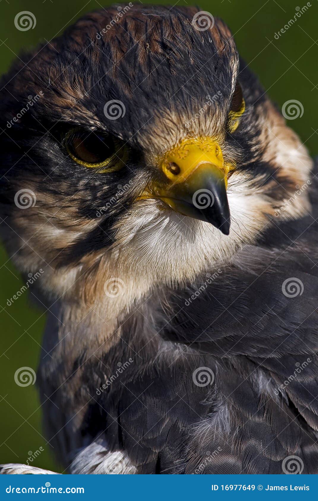 Lanner Falcon stock image. Image of flight, bird, nature - 16977649