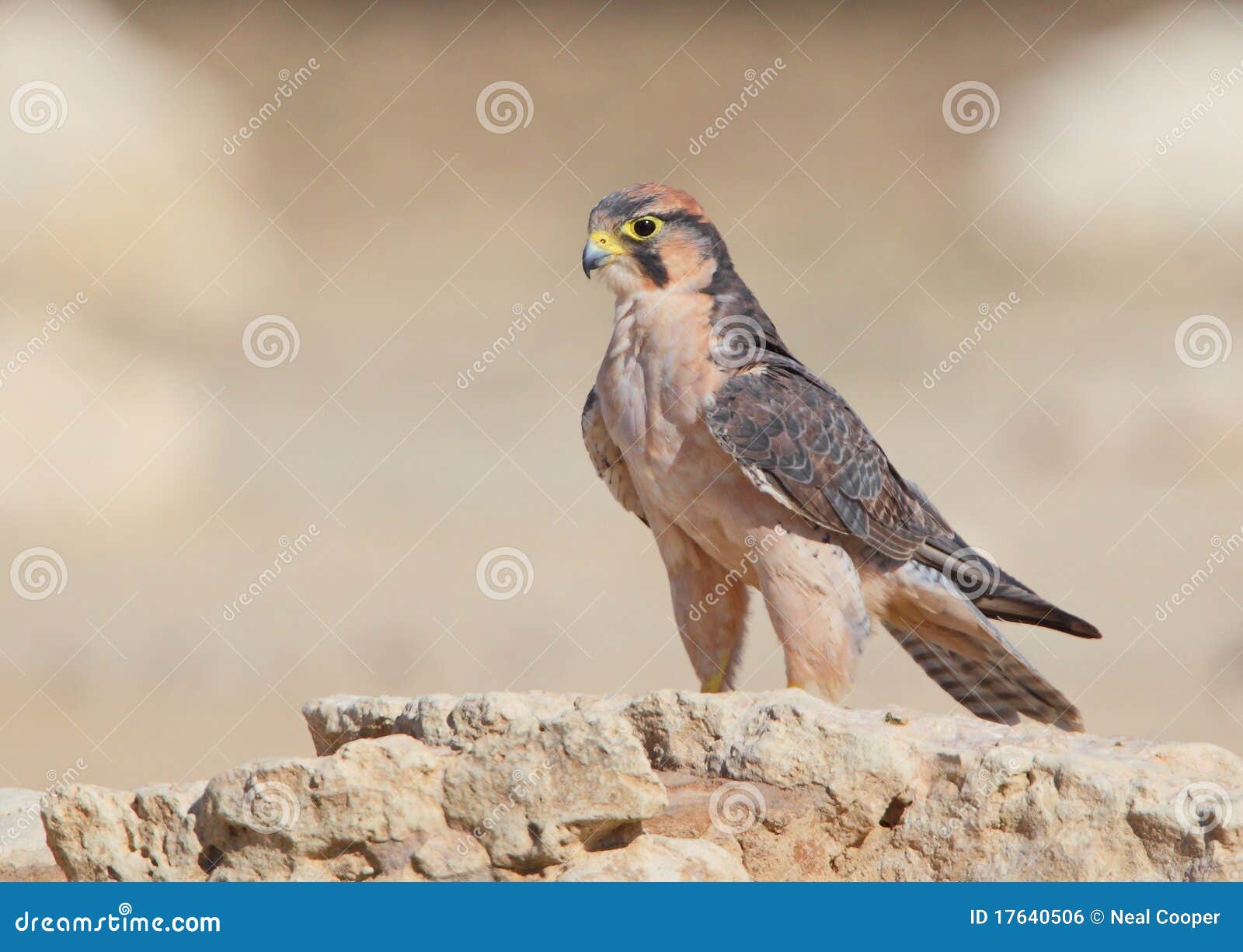 Lanner Falcon stock photo. Image of biarmicus, feldegg - 17640506