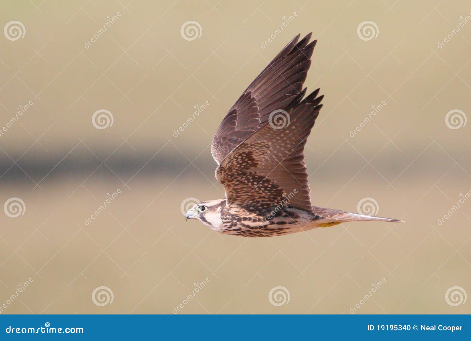 Lanner Falcon stock photo. Image of feldegg, bird, flight - 19195340
