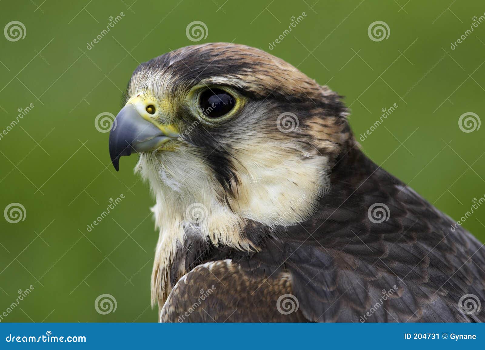 Lanner falcon stock image. Image of predator, bird, close - 204731