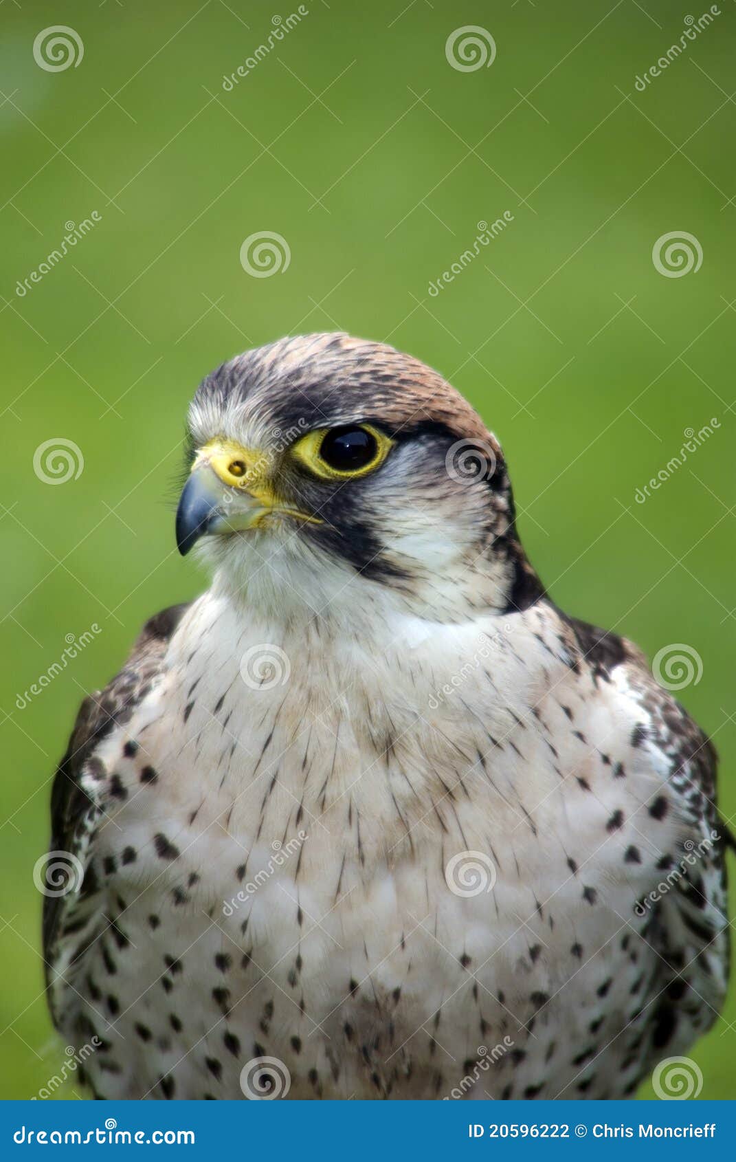 Lanner Falcons On The Walls Of Open Air Butchery In City Of Jugol ...