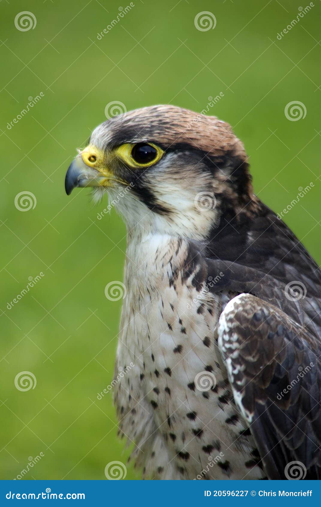 Lanner Falcon stock image. Image of falconery, animal - 20596227