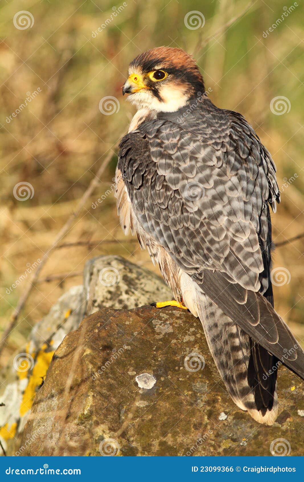 Lanner Falcon stock photo. Image of plumage, feathers - 23099366