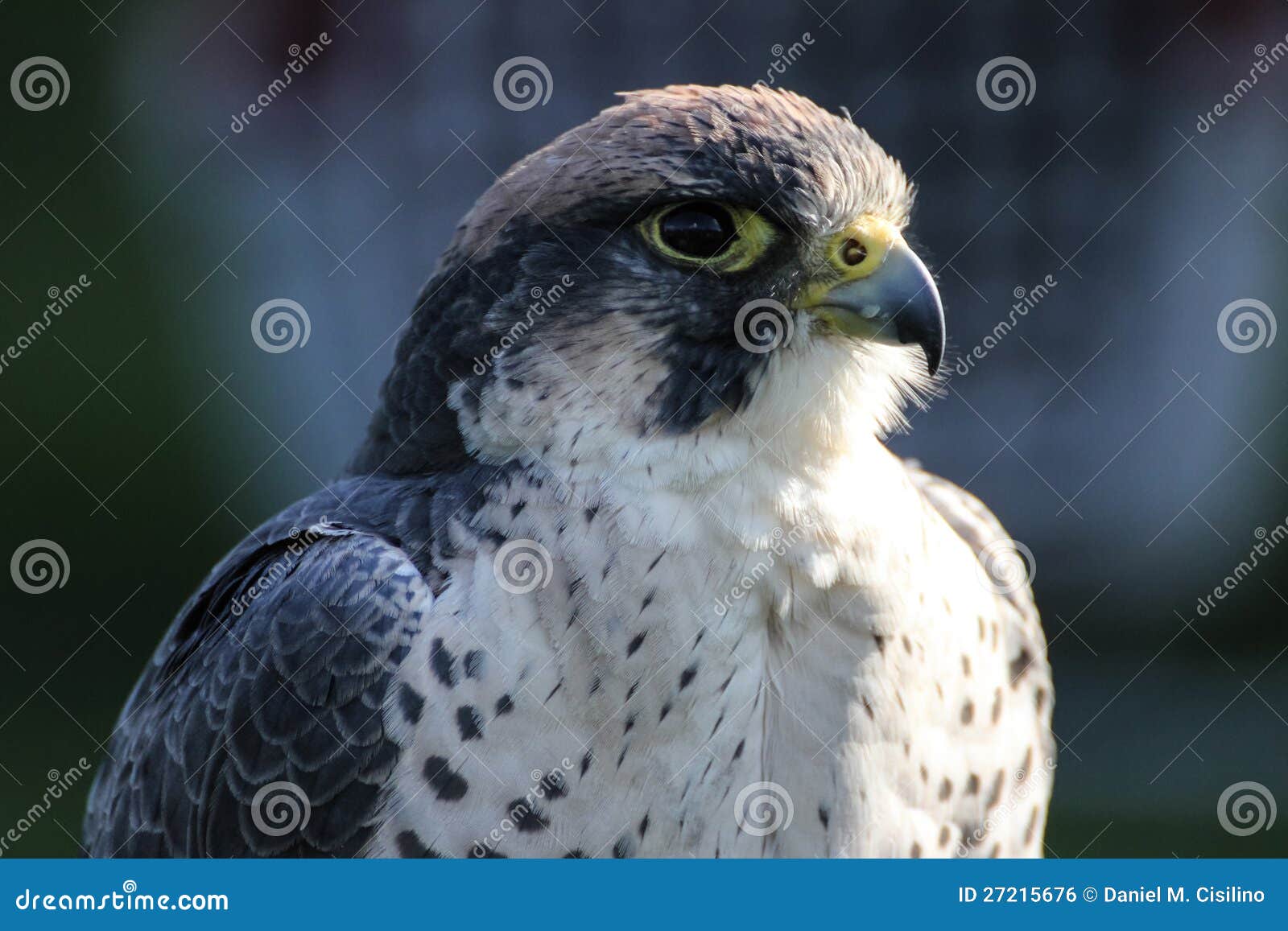 Lanner falcon stock photo. Image of exotic, falconry - 27215676