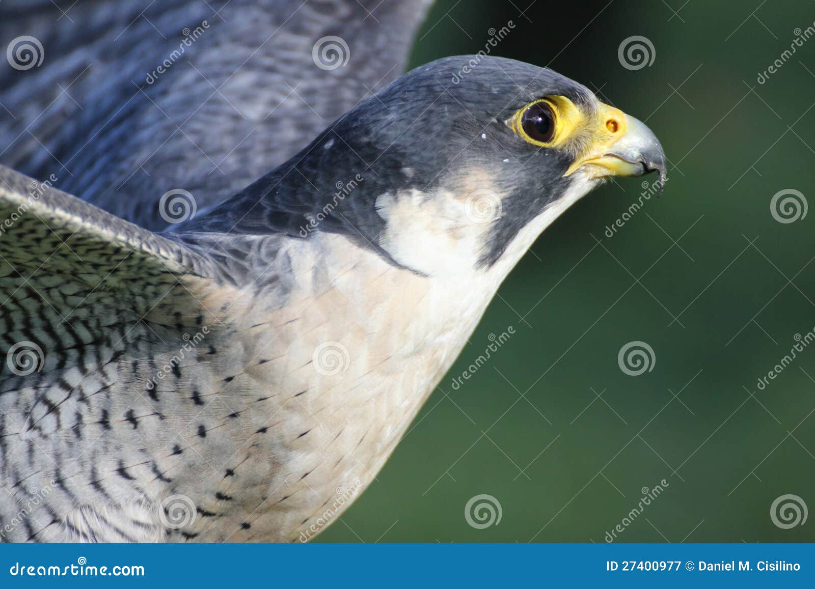 Lanner falcon stock image. Image of feathers, exotic - 27400977