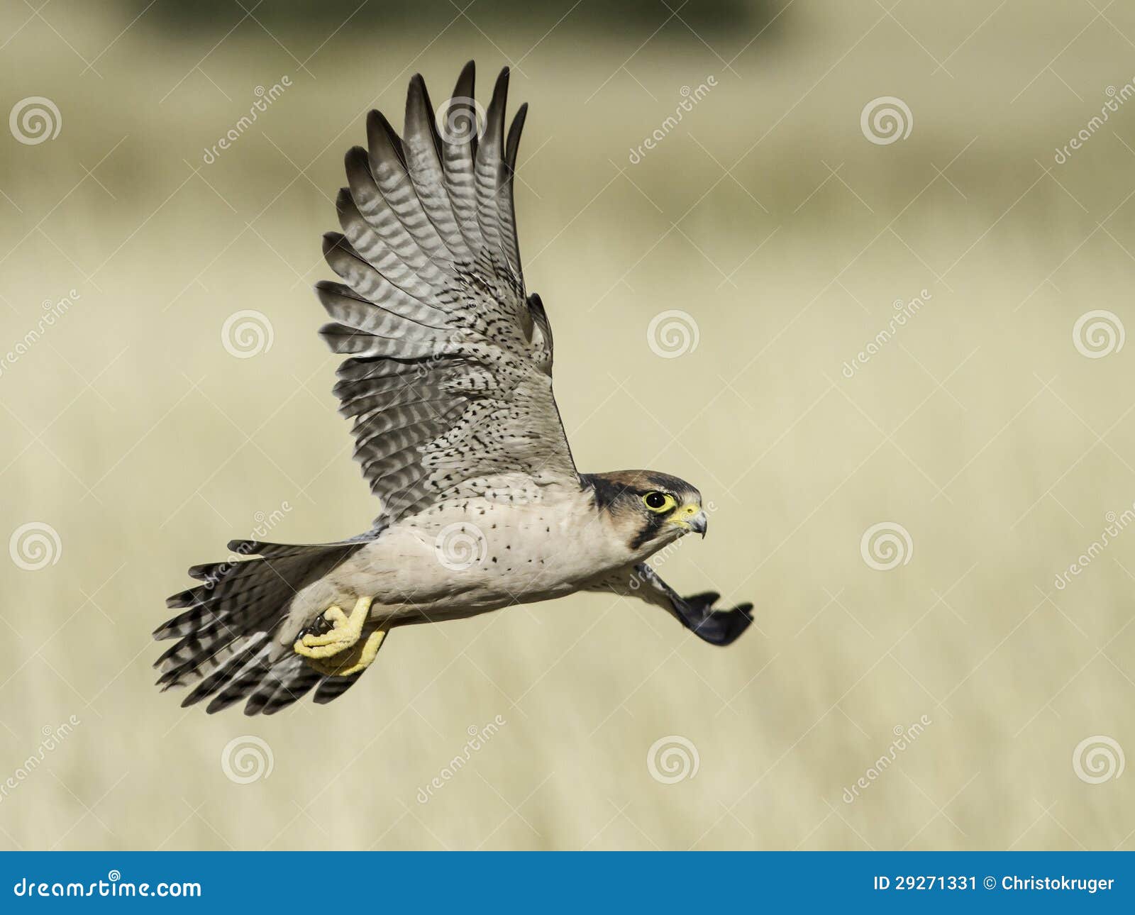 Lanner Falcon stock image. Image of biarmicus, park, kagalagadi - 29271331