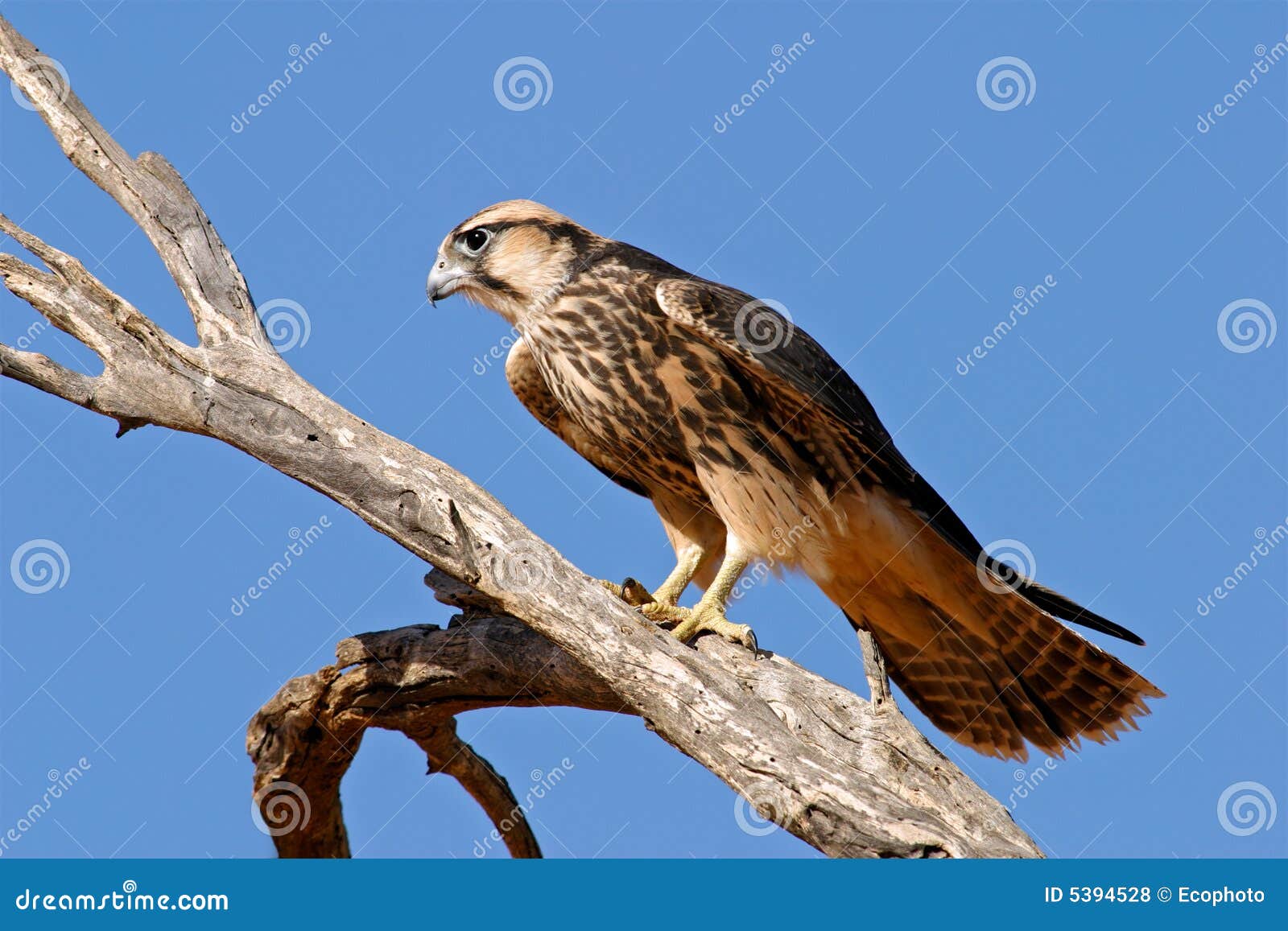 Lanner falcon stock photo. Image of southern, falco, ecology - 5394528