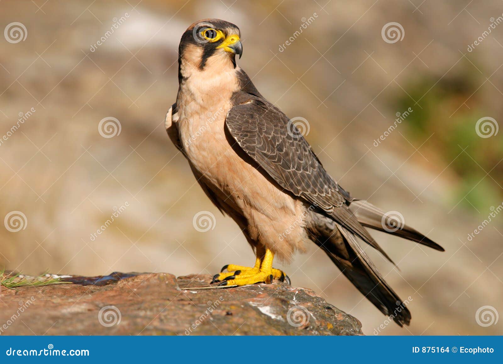 The Lanner Falcon Falco Biarmicus Sitting On A Branch In A Very Dense ...