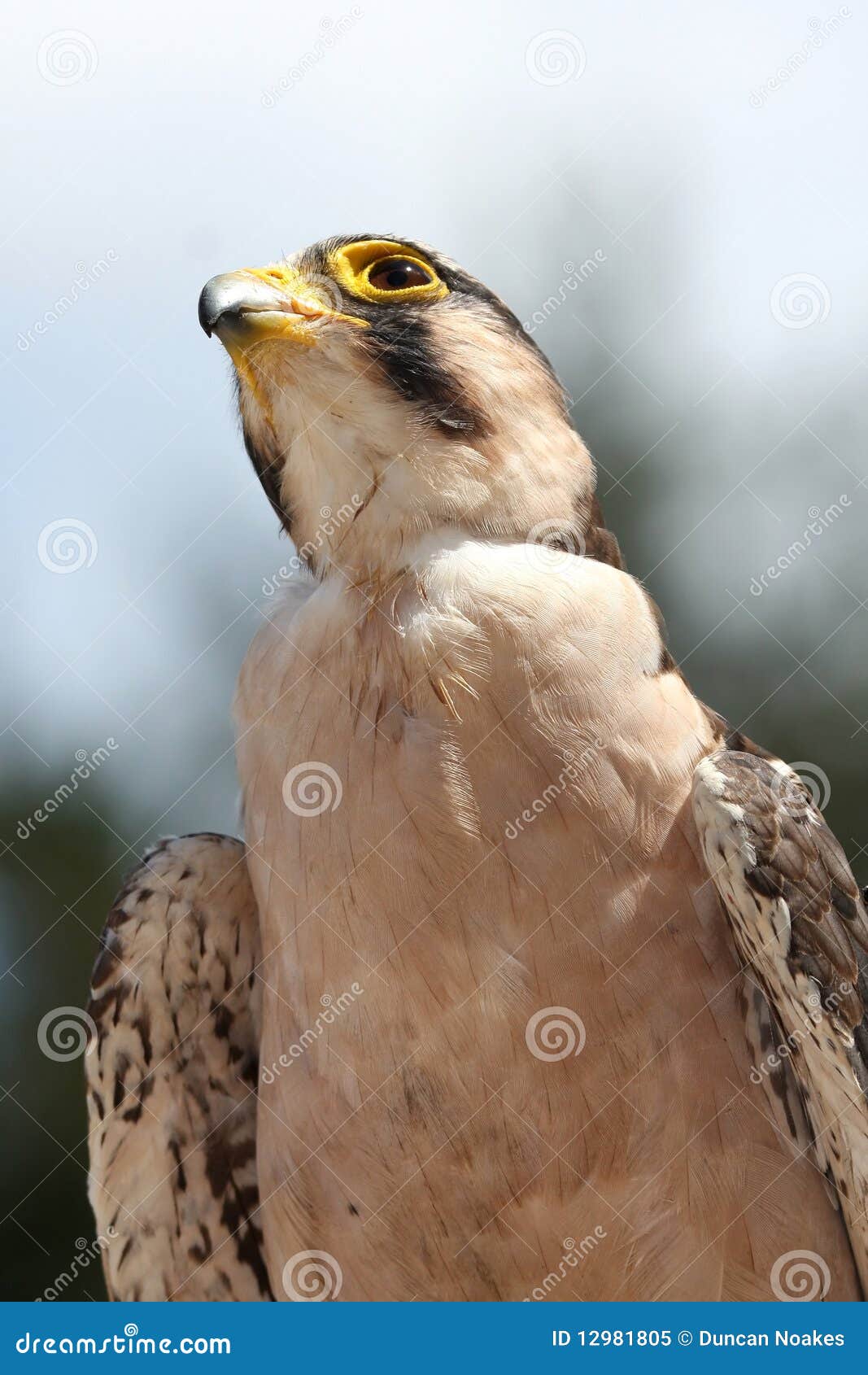 Lanner Falcon Bird of Prey stock image. Image of tail - 12981805