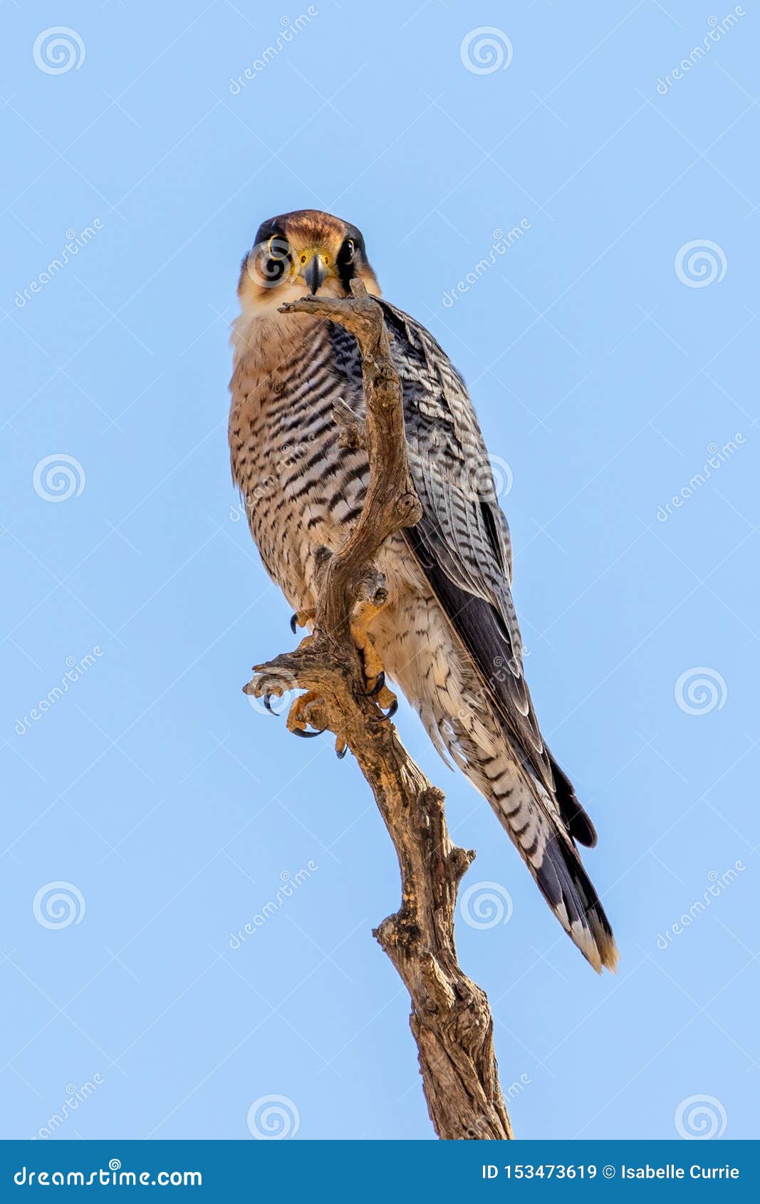 Lanner Falcon on Blue Background Stock Image - Image of nature, natural ...