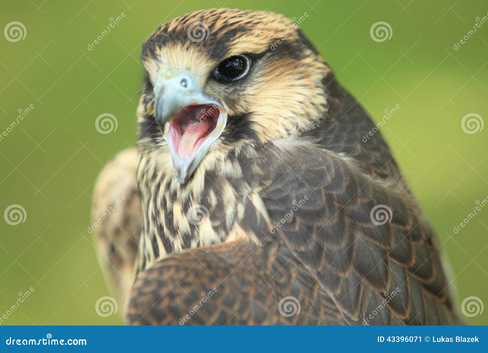 Lanner falcon stock image. Image of falco, asia, prey - 43396071