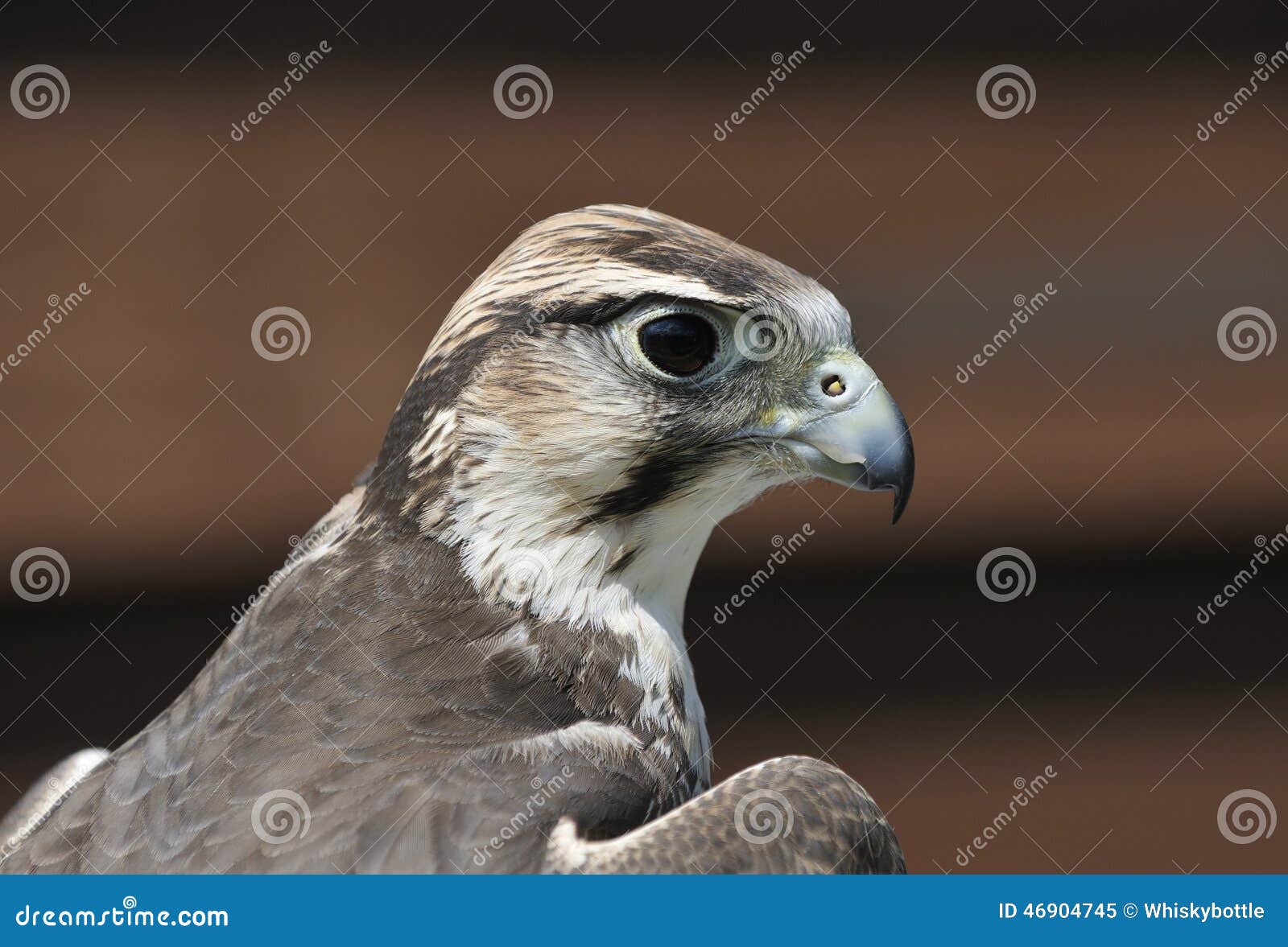 Lanner Falcon stock image. Image of bird, falcon, biarmicus - 46904745