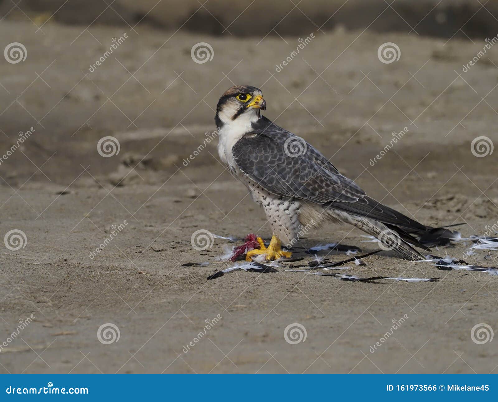 Lanner Falcon, Falco Biarmicus Stock Photo - Image of kenya, animal ...