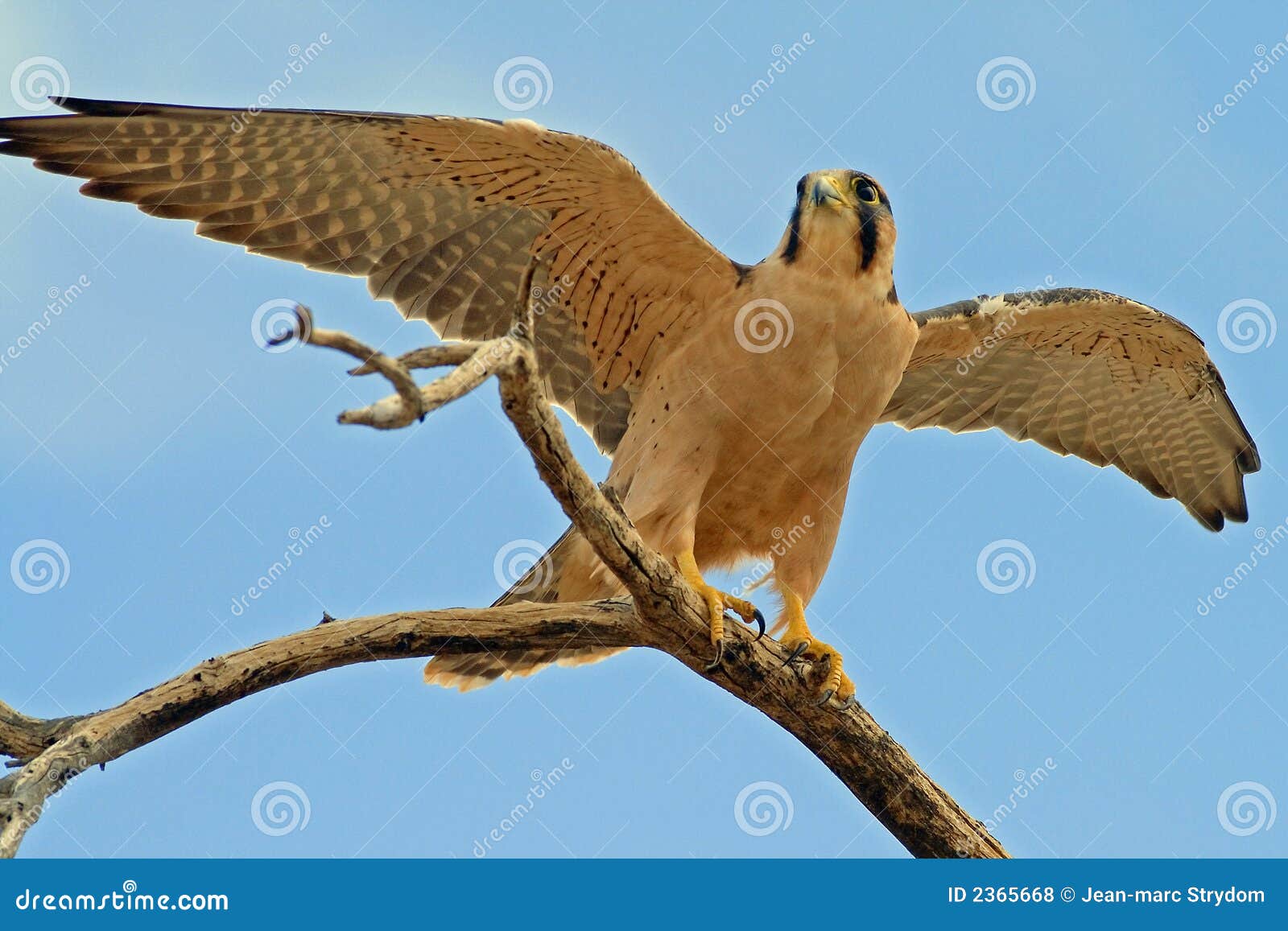 Lanner Falcon Female stock photo. Image of lanner, southern - 2365668