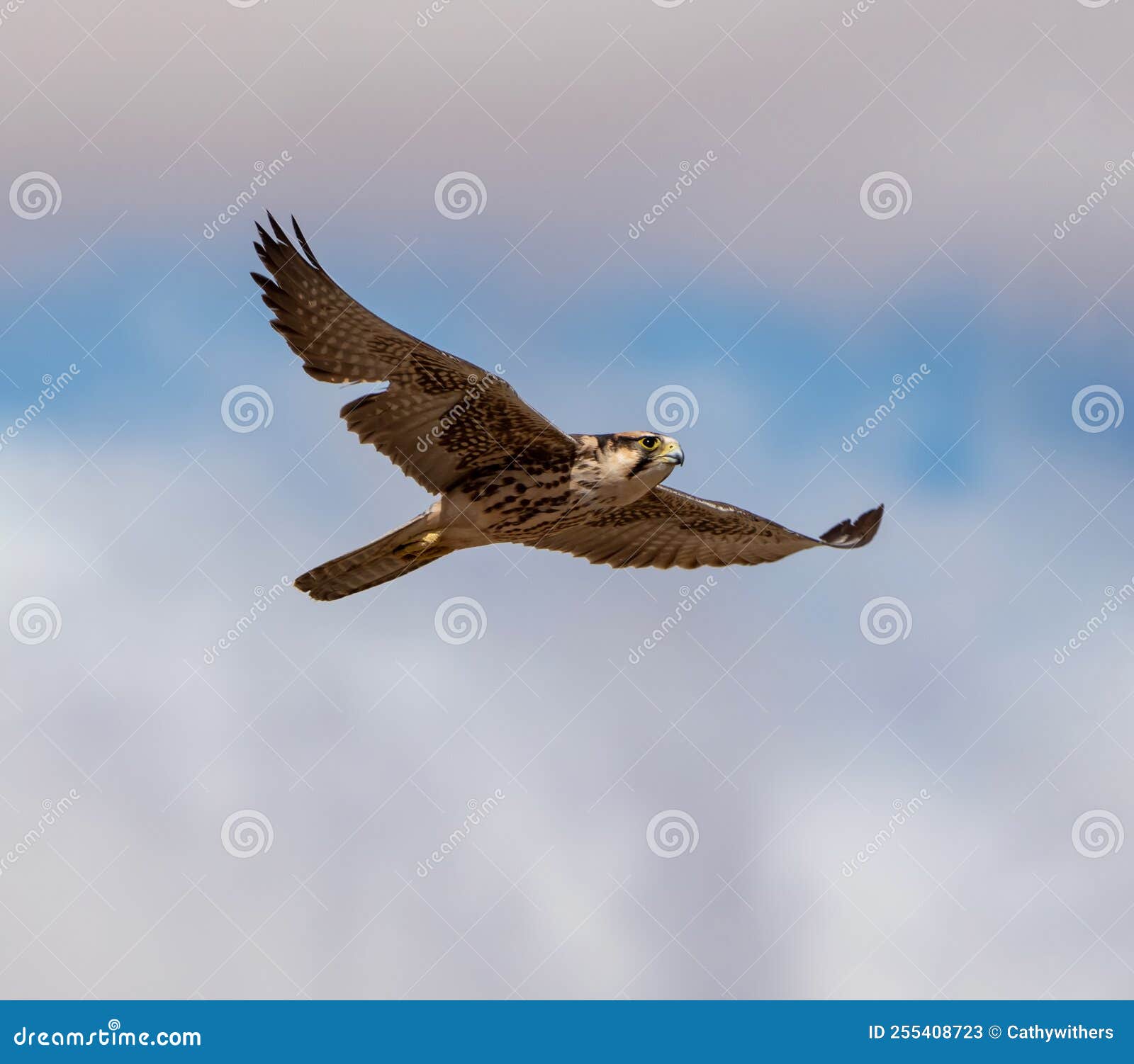 Lanner Falcon stock image. Image of stretched, savannah - 255408723