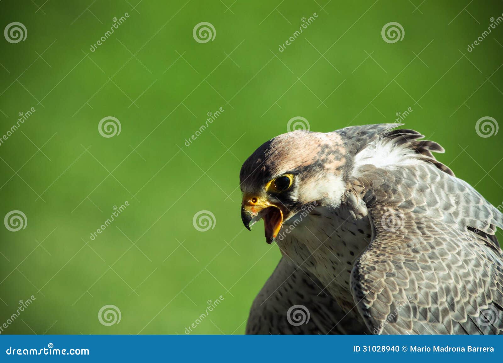 Lanner falcon stock photo. Image of lanner, falcon, aviary - 31028940