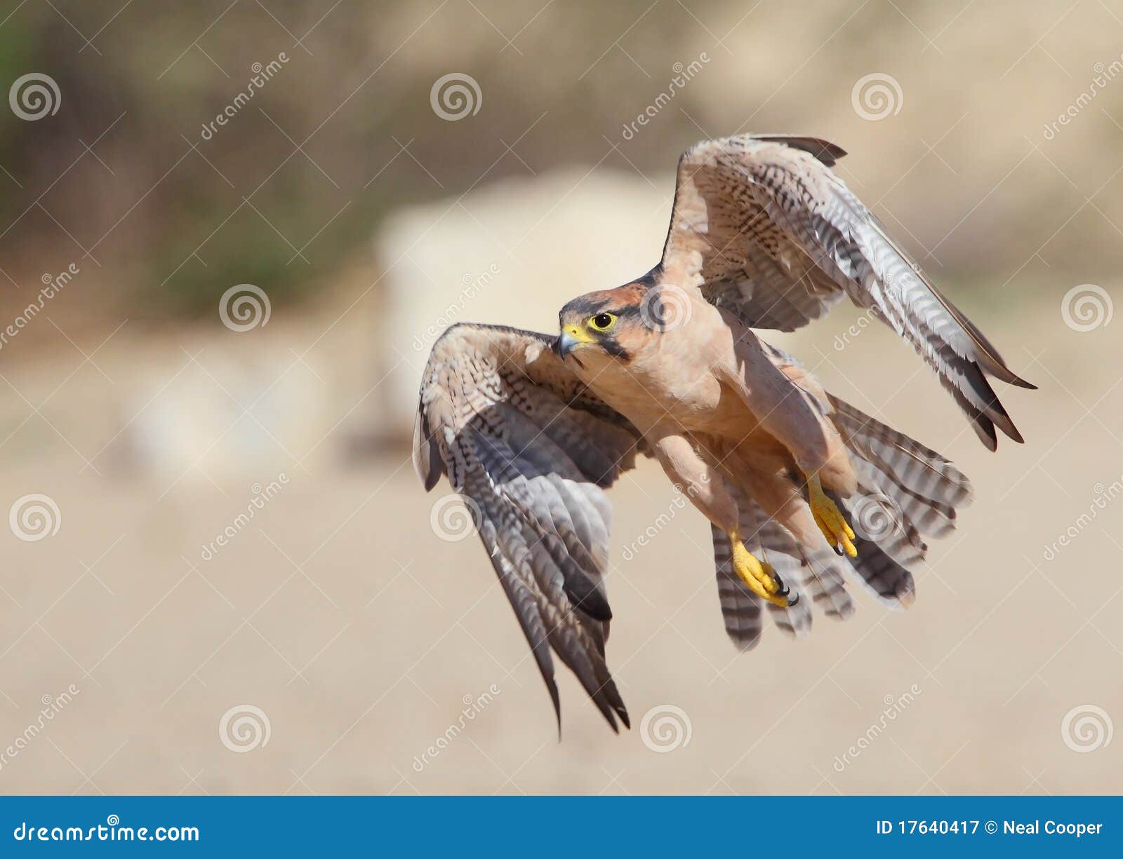 Lanner Falcon Taking Off in the Kalahari Stock Image - Image of ...