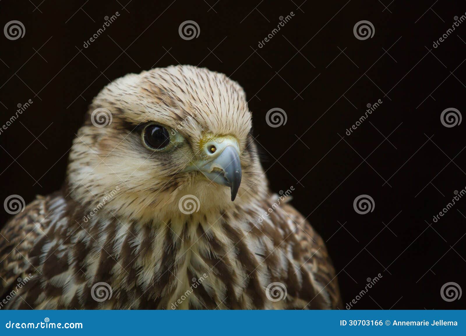 Lanner Falcon stock photo. Image of young, lannervlak - 30703166