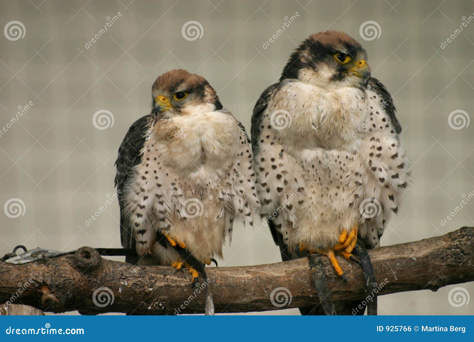Lanner falcons stock photo. Image of falco, plumages, animals - 925766