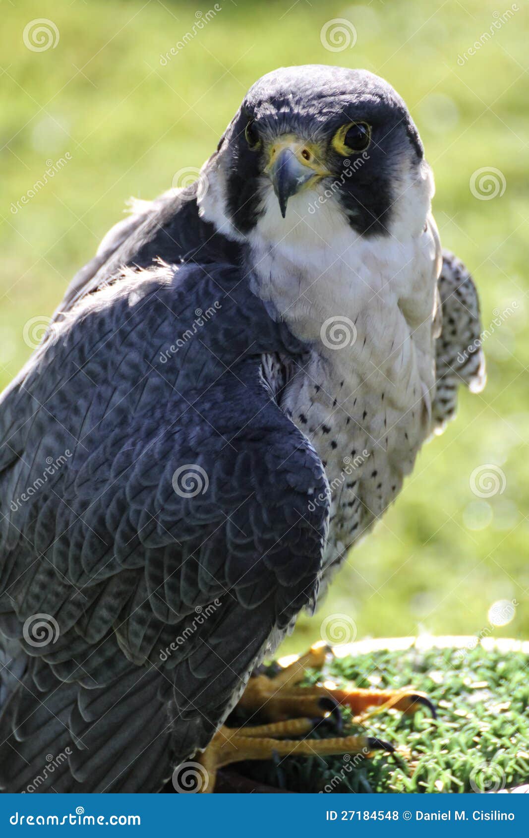 Lanner falk arkivfoto. Bild av porslin, förfalskare, askfat - 27184548