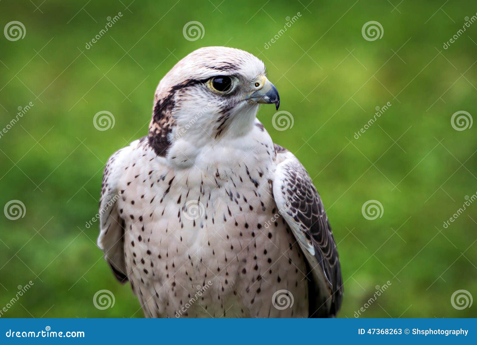 Lanner Falke stockbild. Bild von falknerei, vogel, erscheinen - 47368263