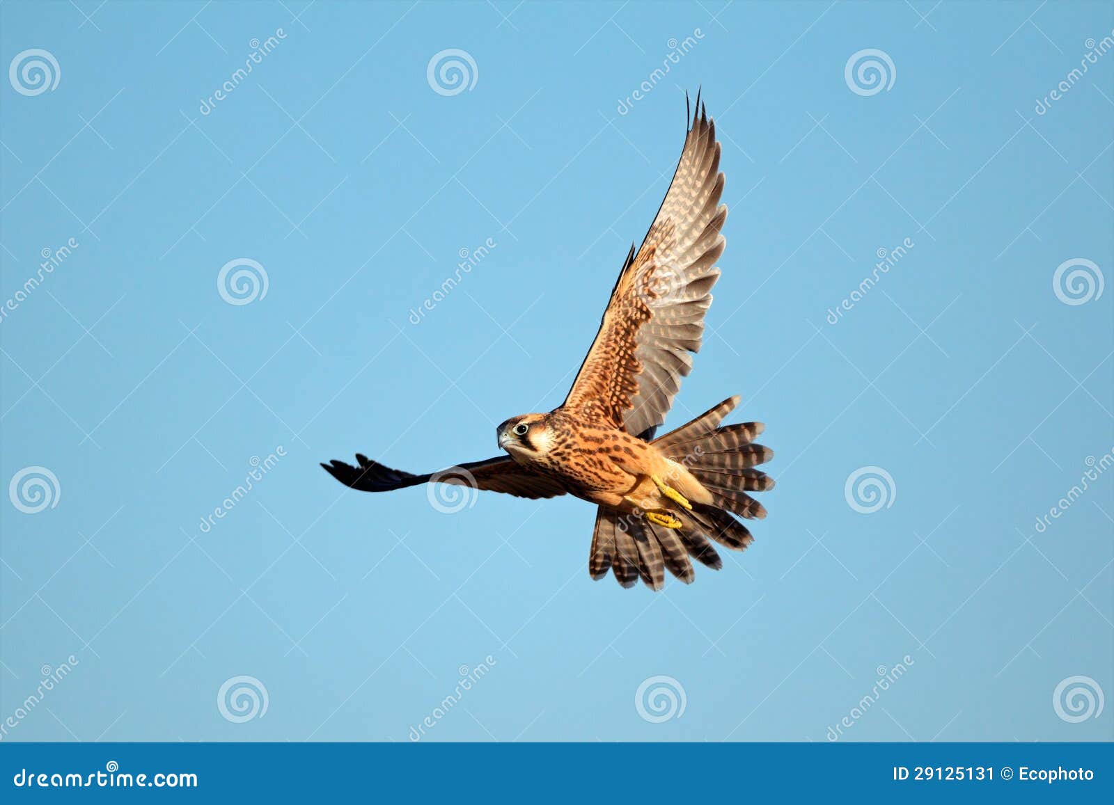 Lanner Falke im Flug stockbild. Bild von wildnis, falke - 29125131
