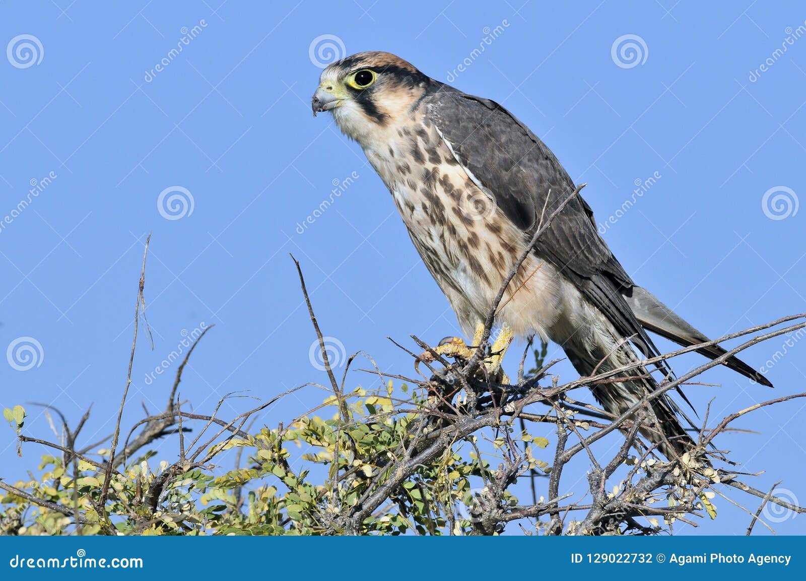 Lannervalk, Lanner Falcon, Falco Biarmicus Stock Photo - Image of ...
