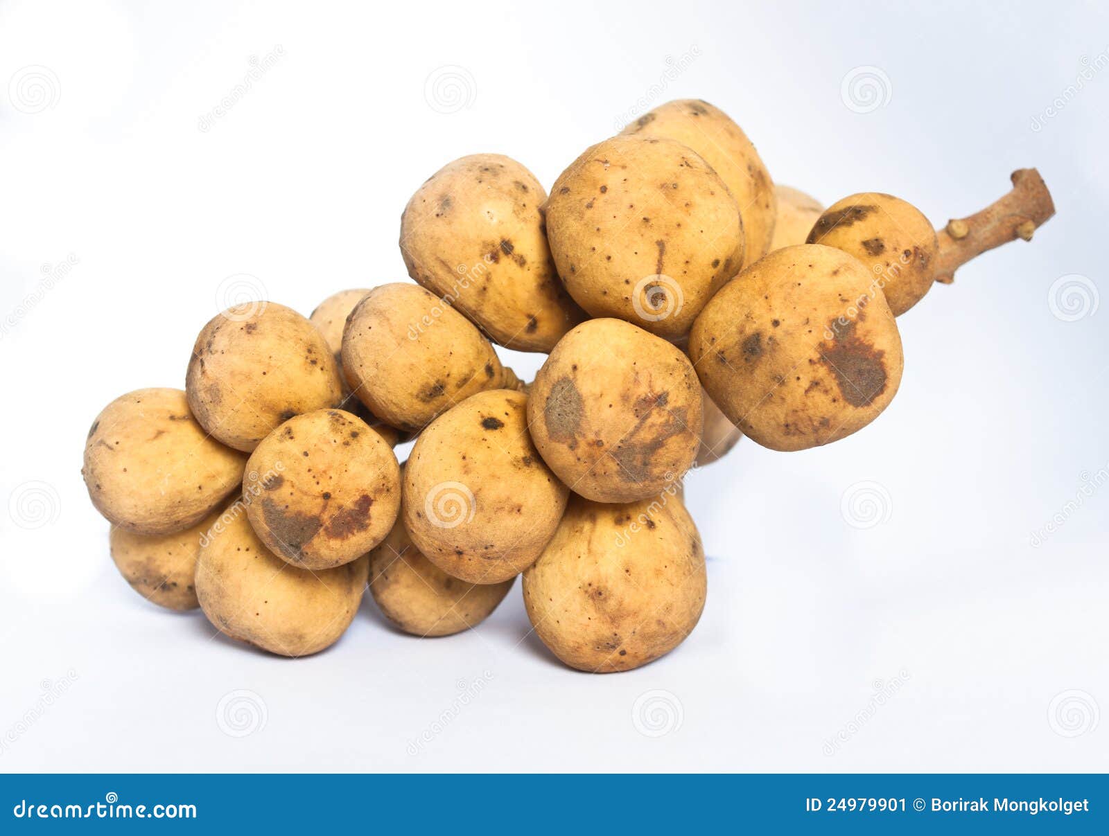 Lansium domesticum stock image. Image of eating, culture - 24979901