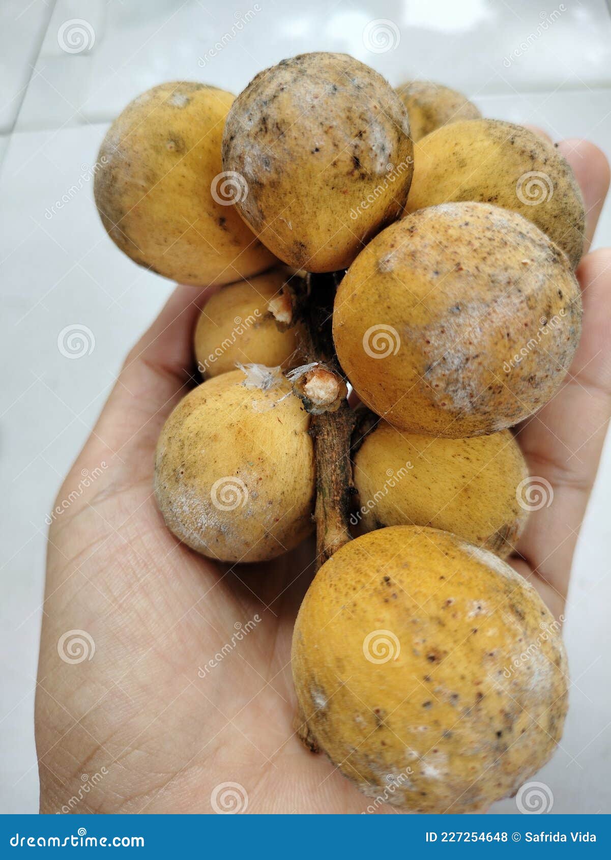 Lansium Domesticum, Domestic Fruit, Also Known As Langsat Fruit Stock ...