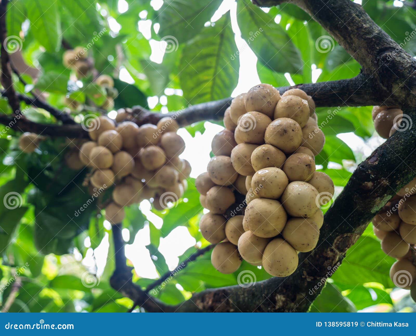 Lansium or Langsat tree stock image. Image of thailand - 138595819