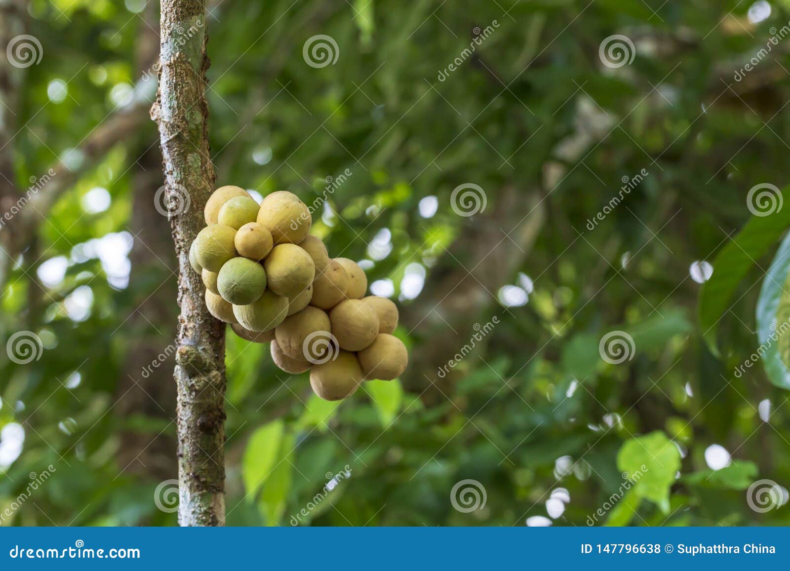 Lansium parasiticum fruit stock photo. Image of delicious - 147796638