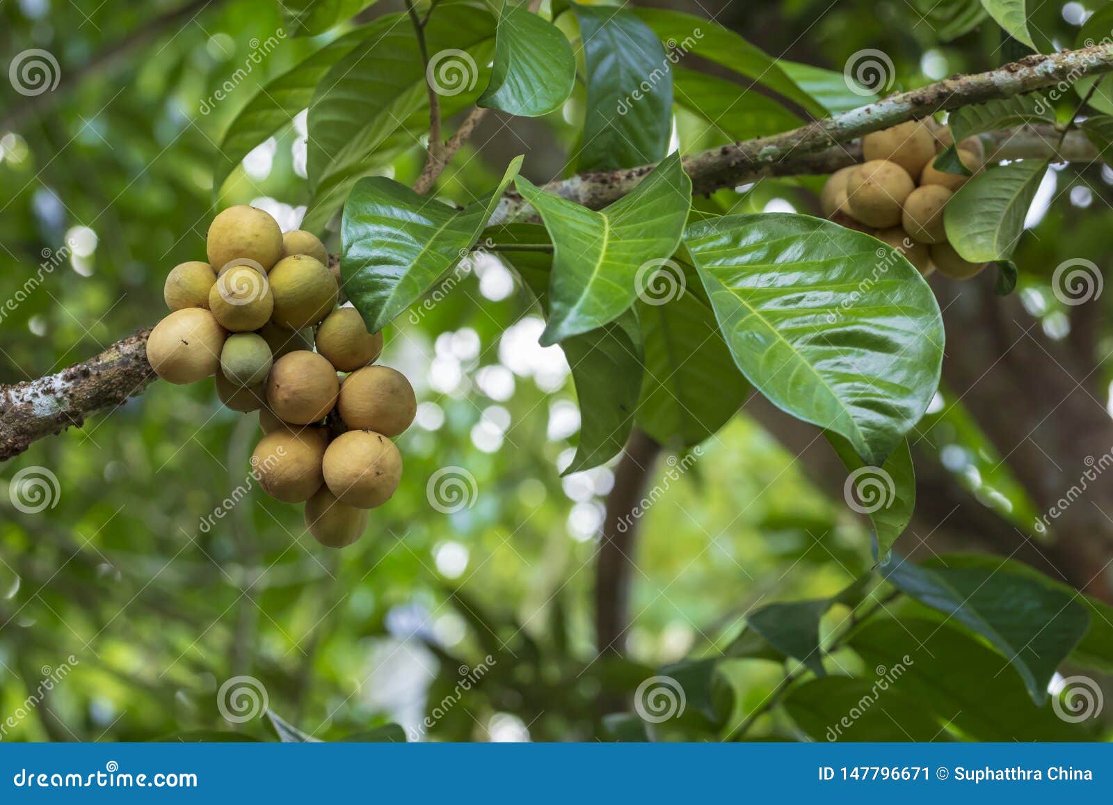 Lansium parasiticum fruit stock image. Image of diet - 147796671