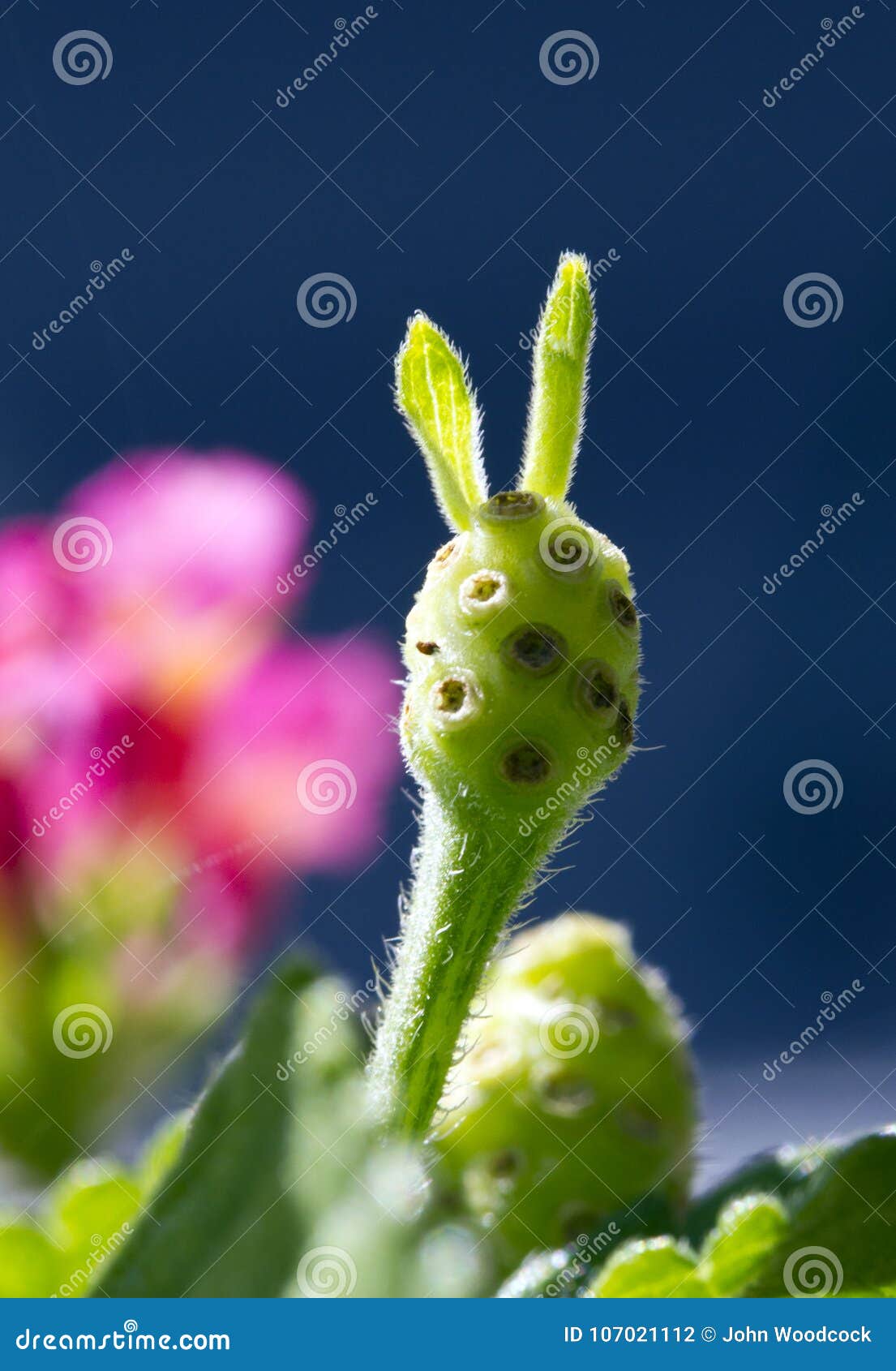 Lantana Bud with Emerging Leaves Stock Photo - Image of 60mm, lantana ...