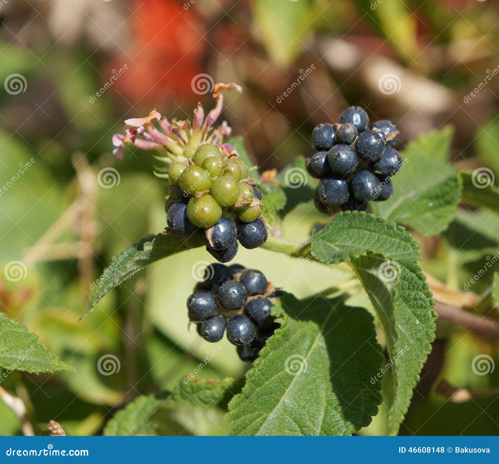 Lantana Camara Essbare Frucht Stockfoto - Bild von nahrung, wachsen ...