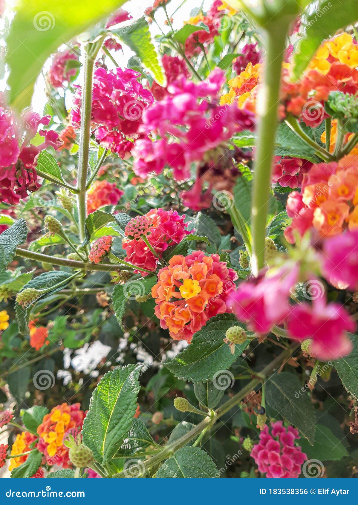 Lantana Camara, Pink-yellow Tree Enamel, Background Stock Photo - Image ...